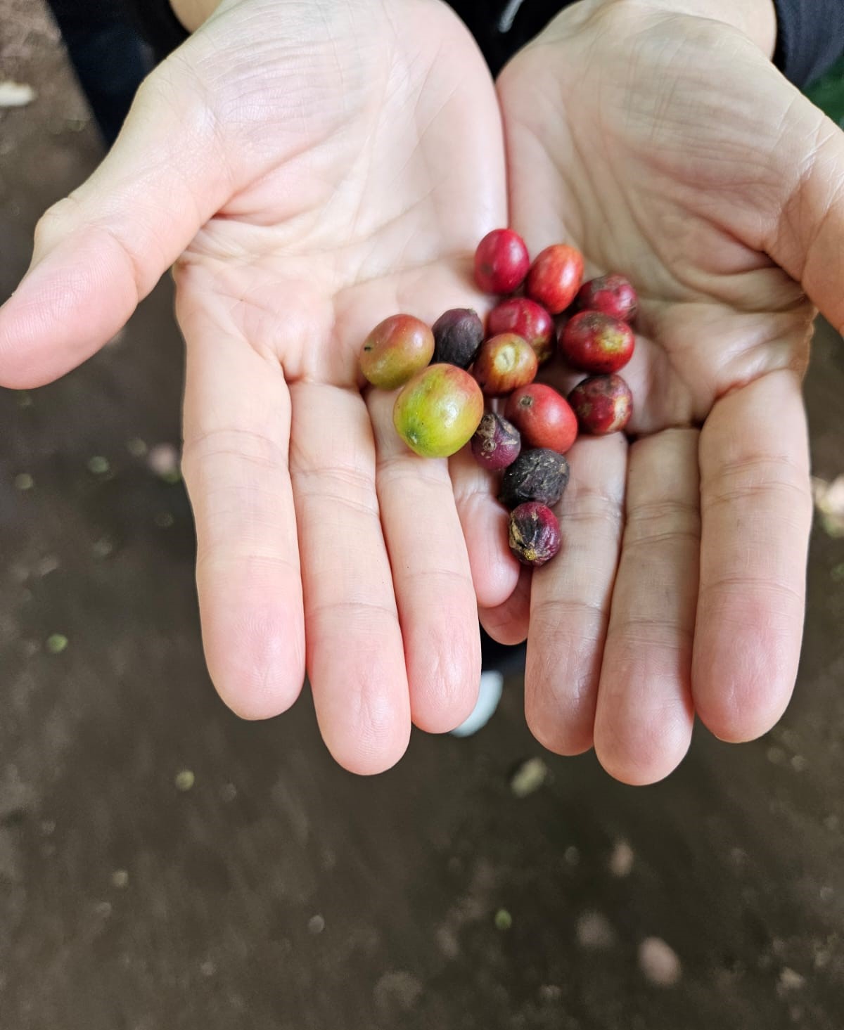 Biyaya Sustainable Living Festival 2025: Coffee, Craft, Culture, Community